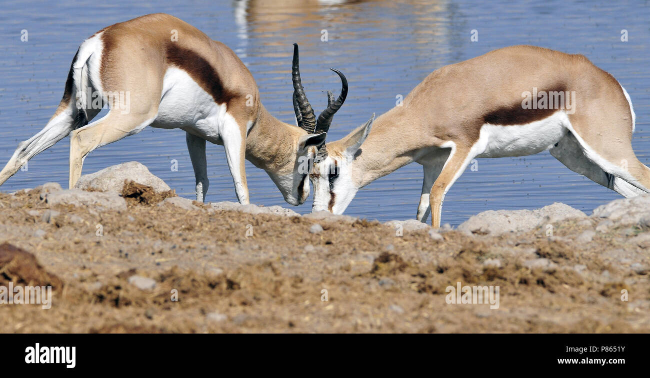 Springbok fighting hi-res stock photography and images - Alamy