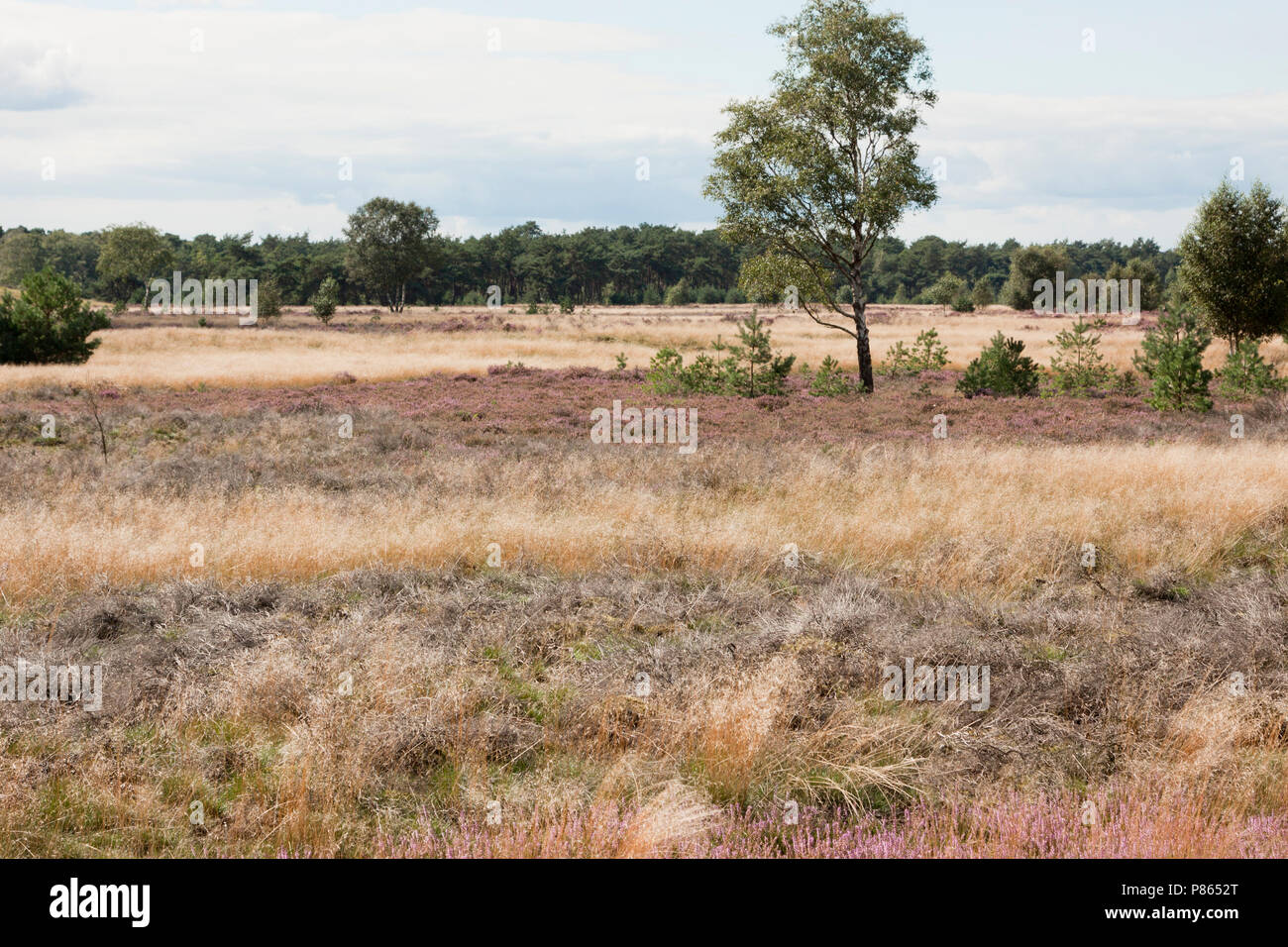 Heideveld High Resolution Stock Photography and Images - Alamy