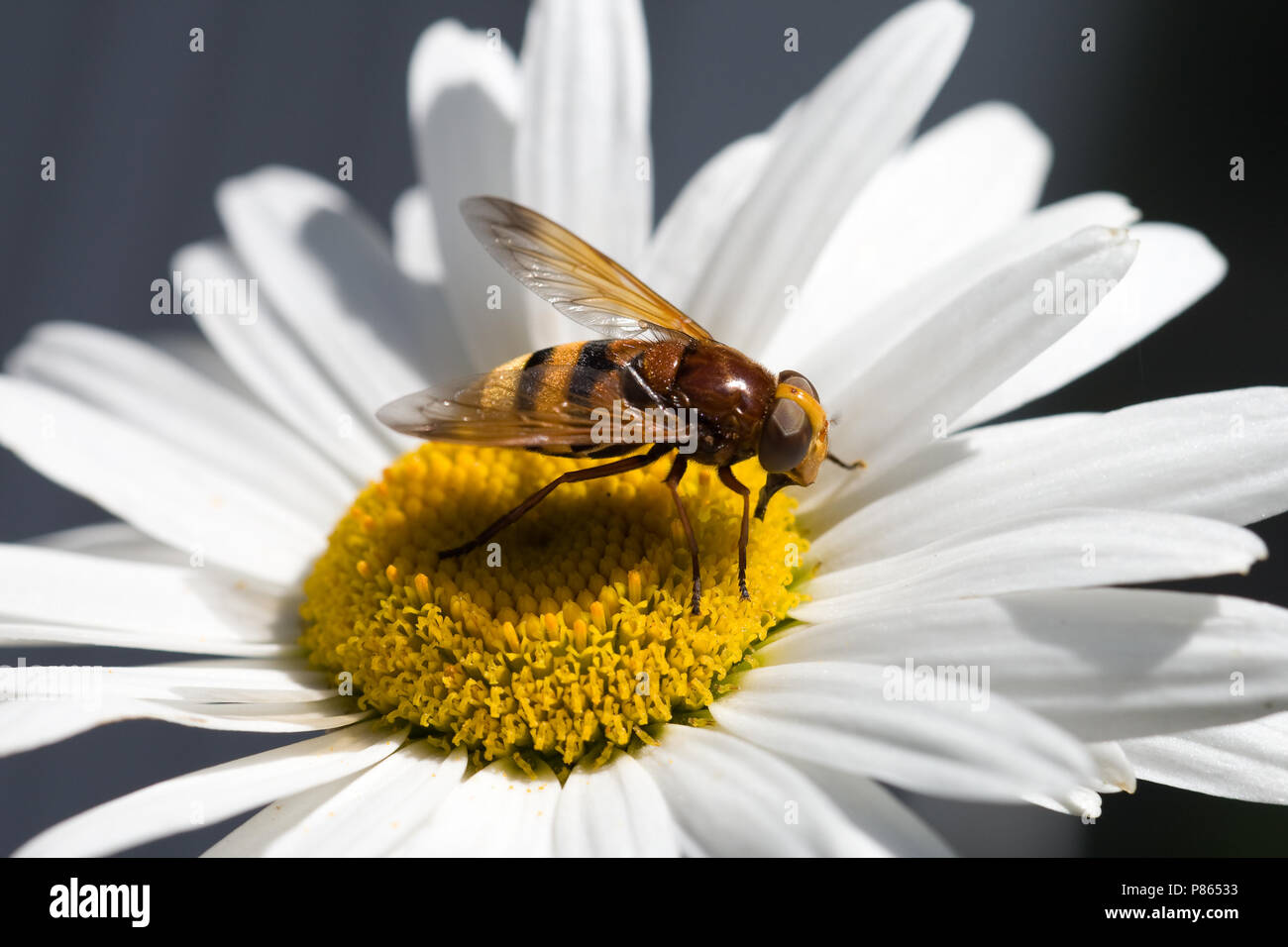 Stadsreus; Volucella zonaria Stock Photo - Alamy
