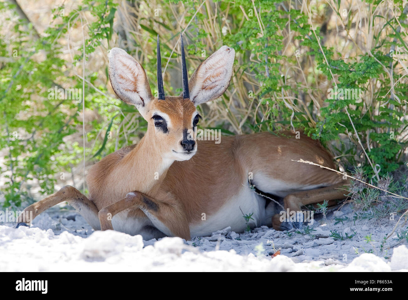 Steenbokantilope liggend in schaduw Namibie, Steenbok lying in shadow ...