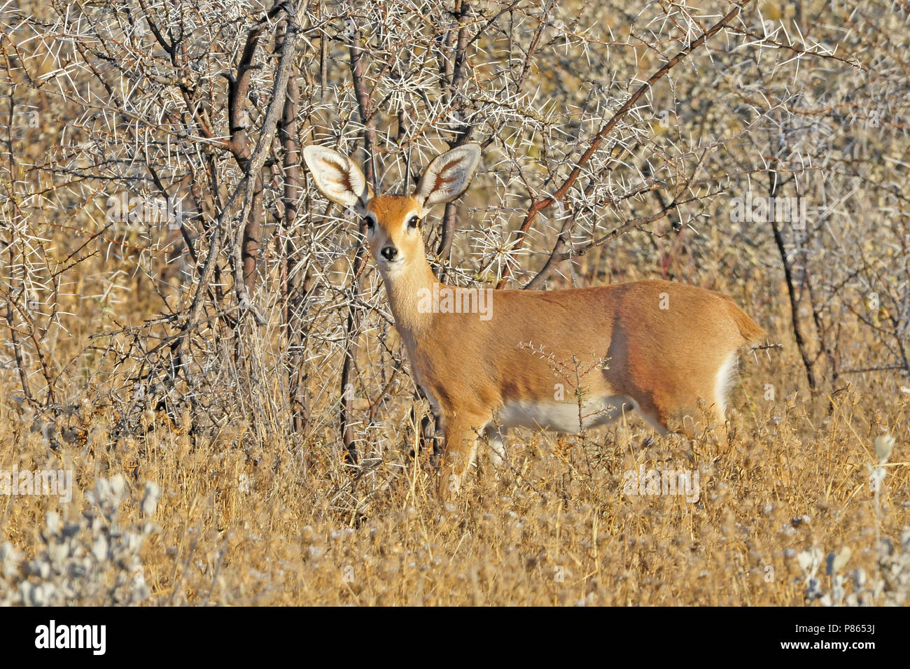 Steenbuck in Namibia Stock Photo - Alamy