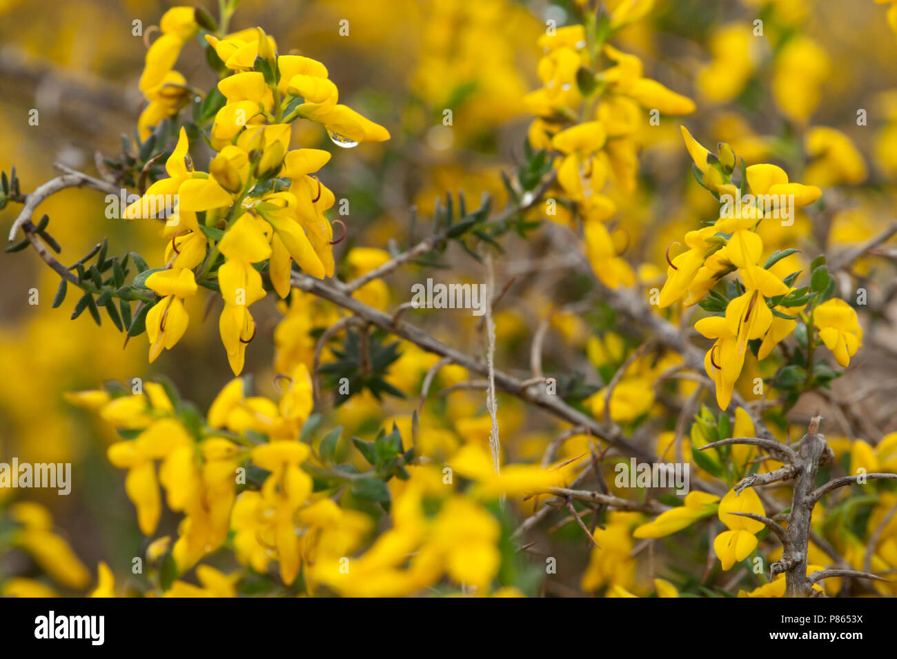 Whin Stock Photos & Whin Stock Images - Alamy