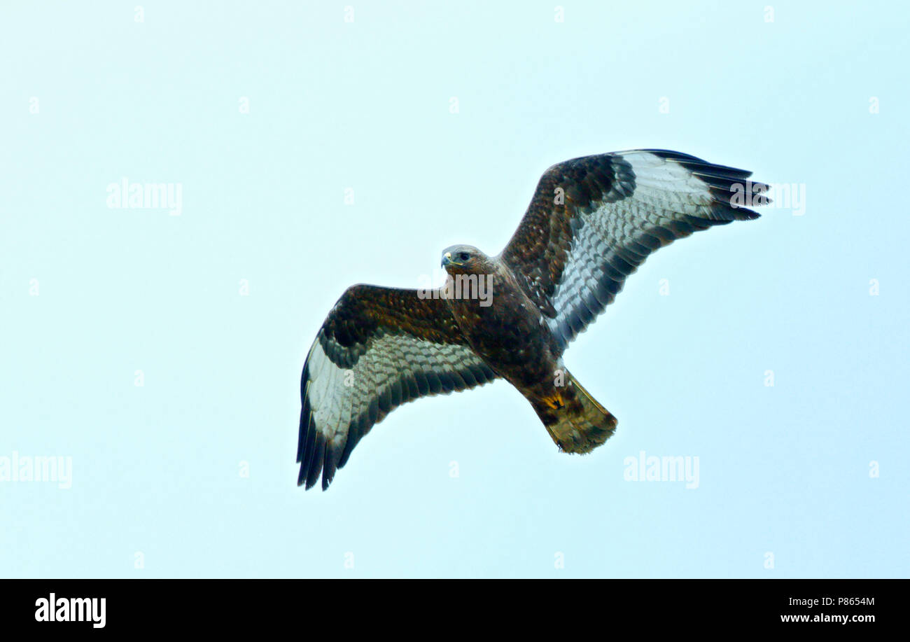 Buteo Buteo Vulpinus