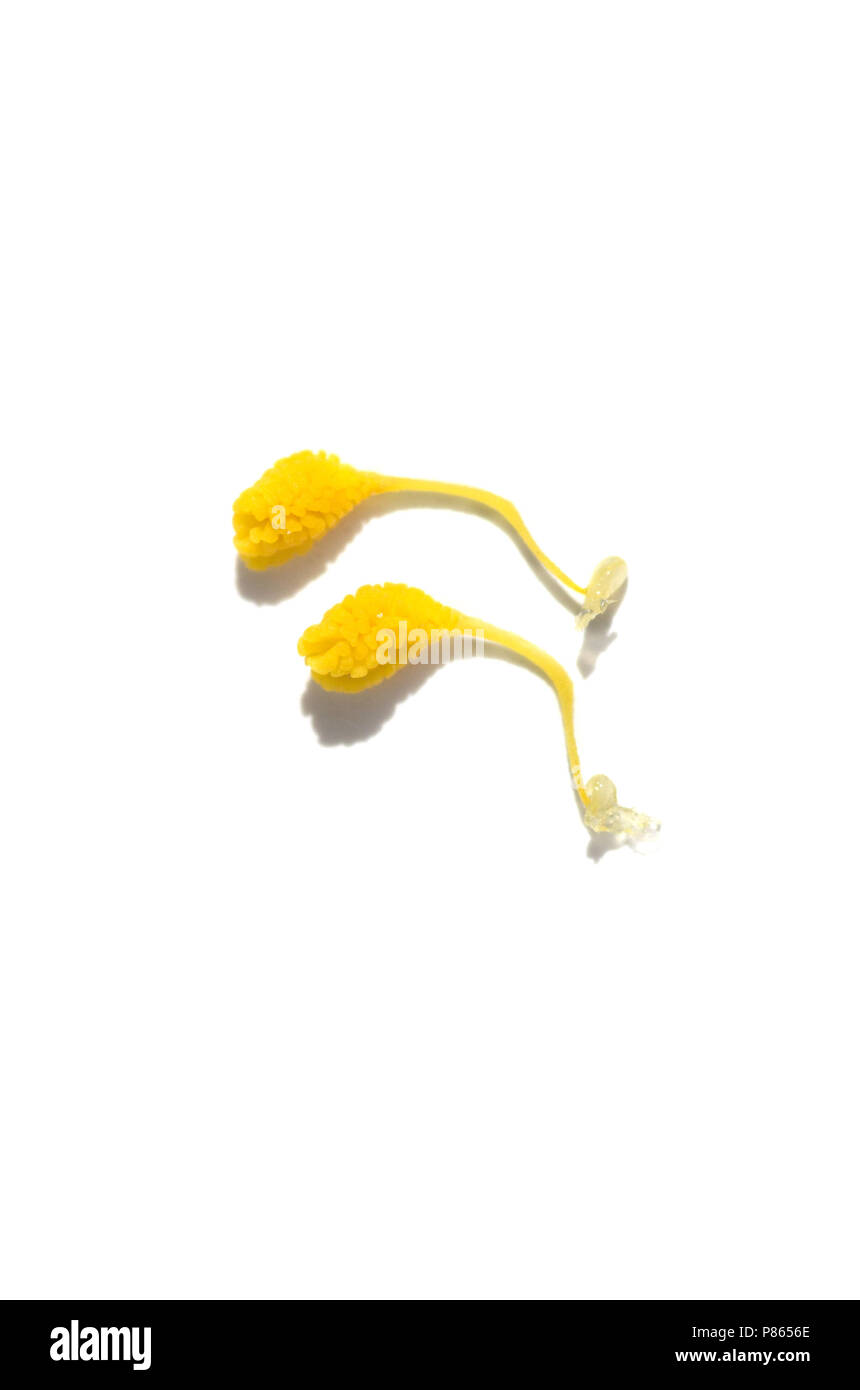 Caudicle hi-res stock photography and images - Alamy