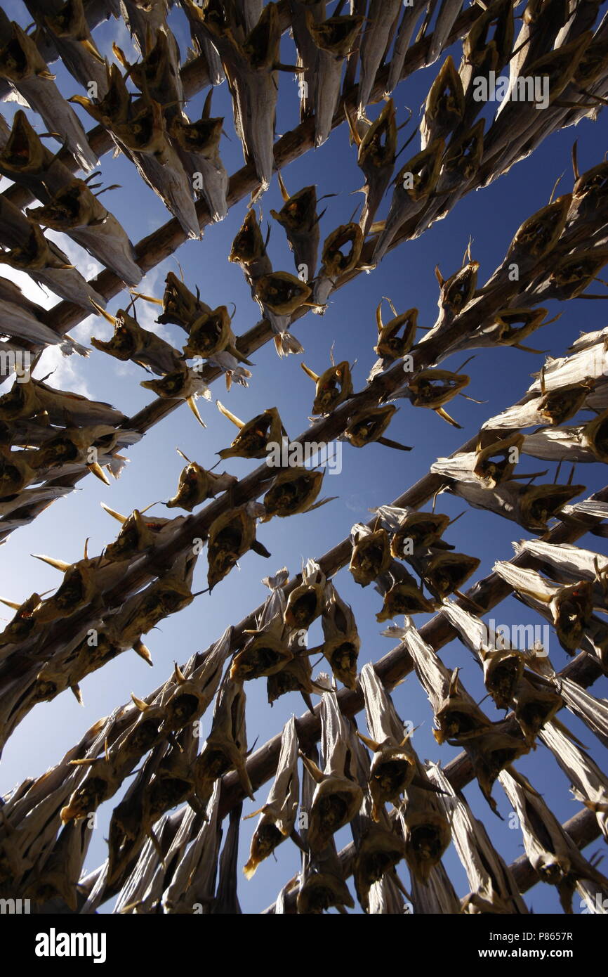 Stokvis in de Lofoten, Dried fish in the Lofoten Islands Stock Photo ...