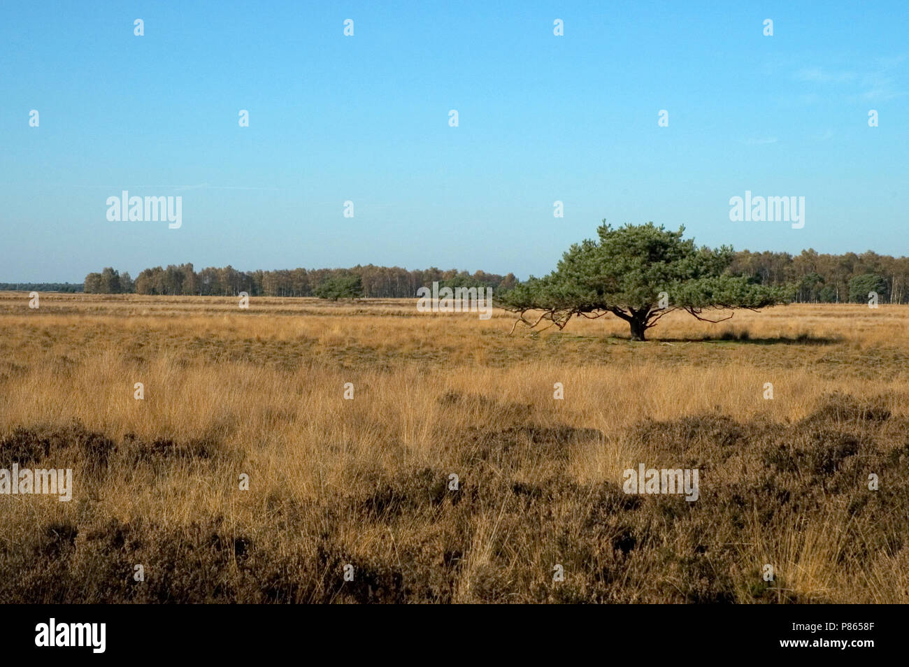 Strabrechtse heide Netherlands, Strabrechtse heide Nederland Stock ...
