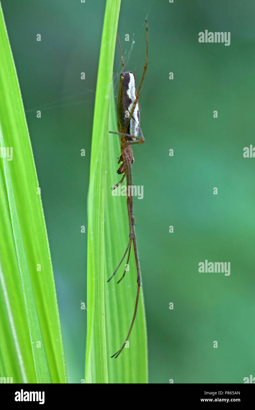 Stretch spider hi-res stock photography and images - Alamy