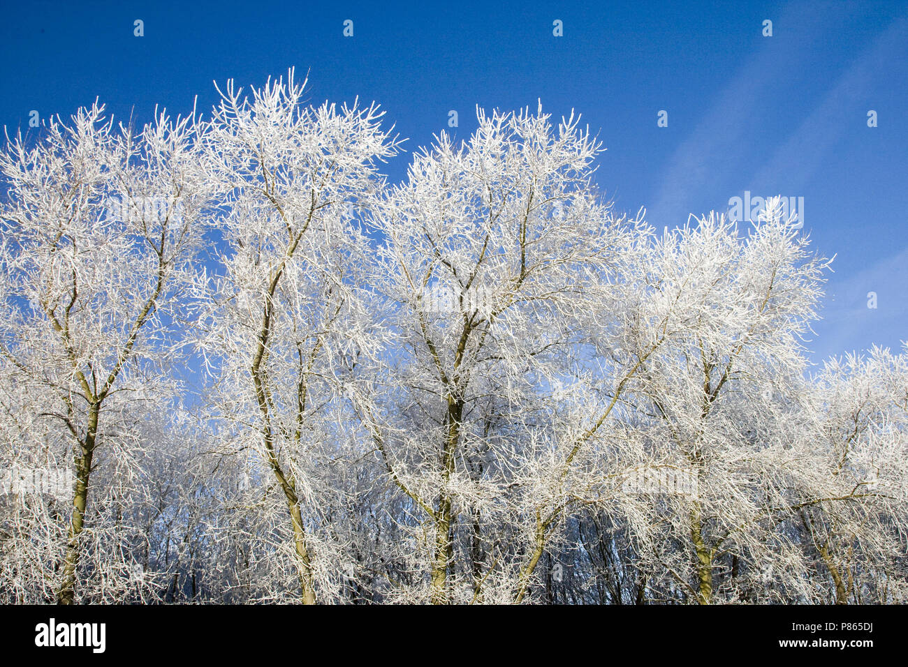 Ijspret hi-res stock photography and images - Alamy