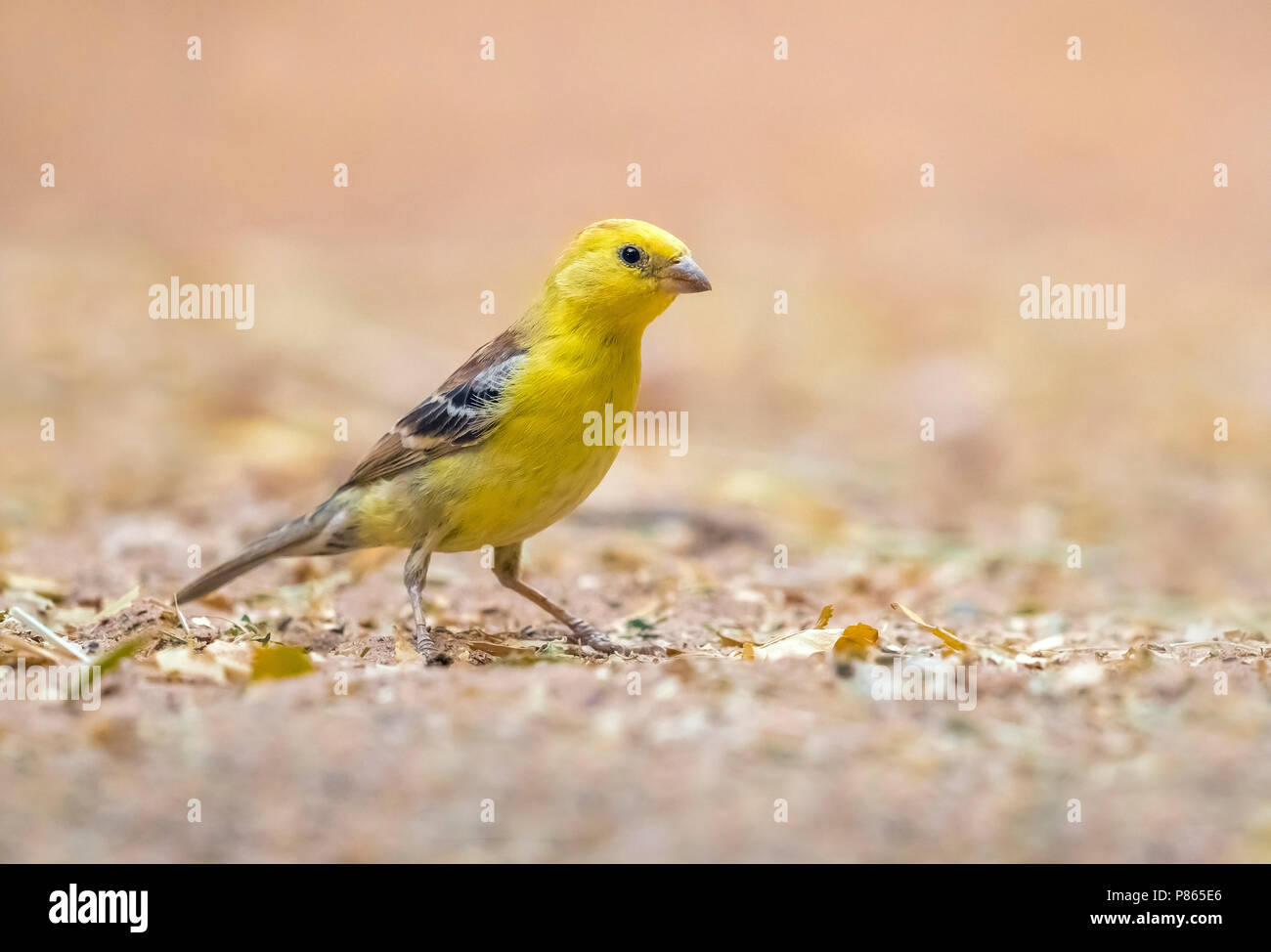 Sudan golden sparrow hi-res stock photography and images - Alamy