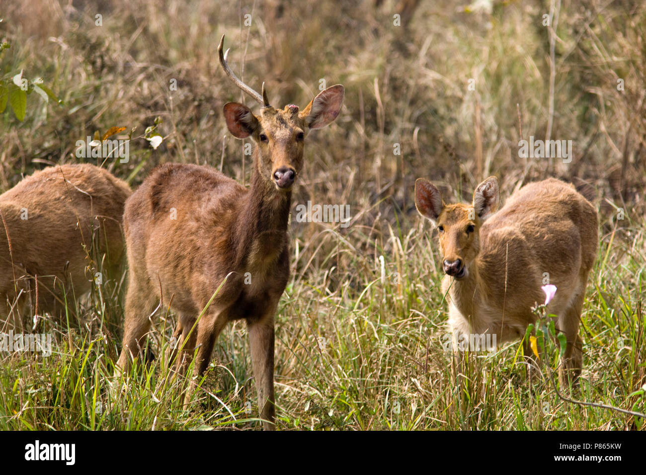 Swamp deer hi-res stock photography and images - Alamy