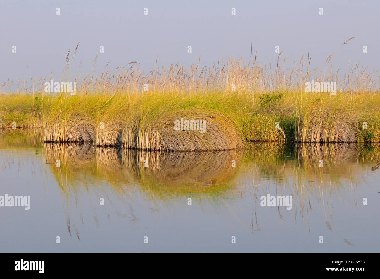 Swamp landscape hi-res stock photography and images - Alamy