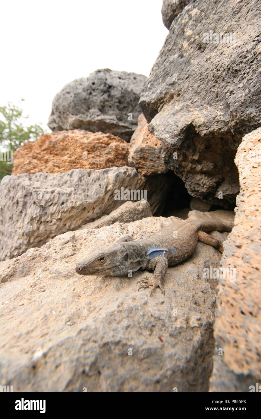Gallotia galloti galloti hi-res stock photography and images - Alamy