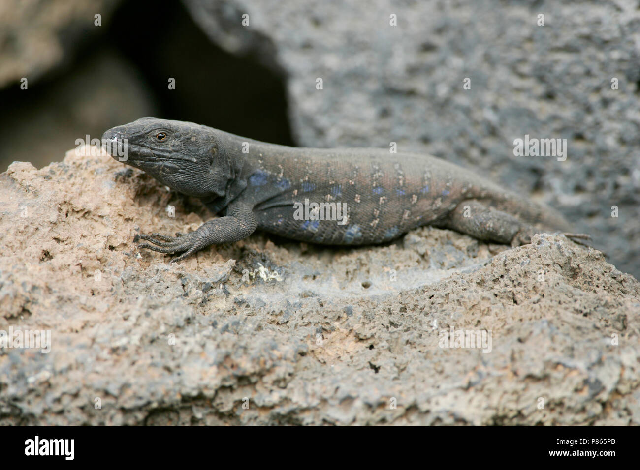 Gallotia Galloti Galloti High Resolution Stock Photography and Images ...