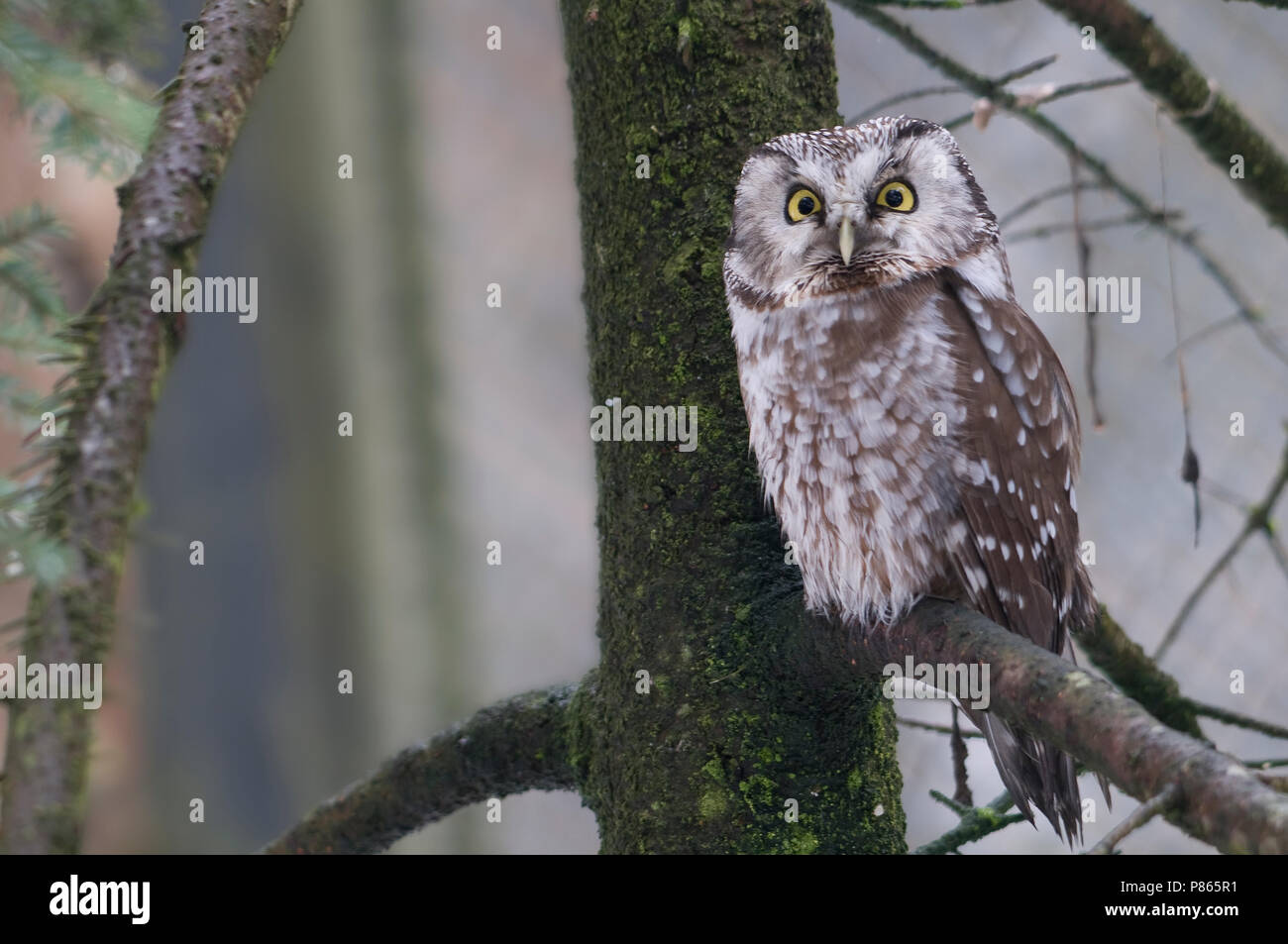 Naaldboom hi-res stock photography and images - Alamy