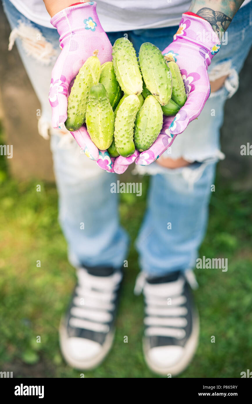 Female farmer harvesting cucumbers hi-res stock photography and images ...