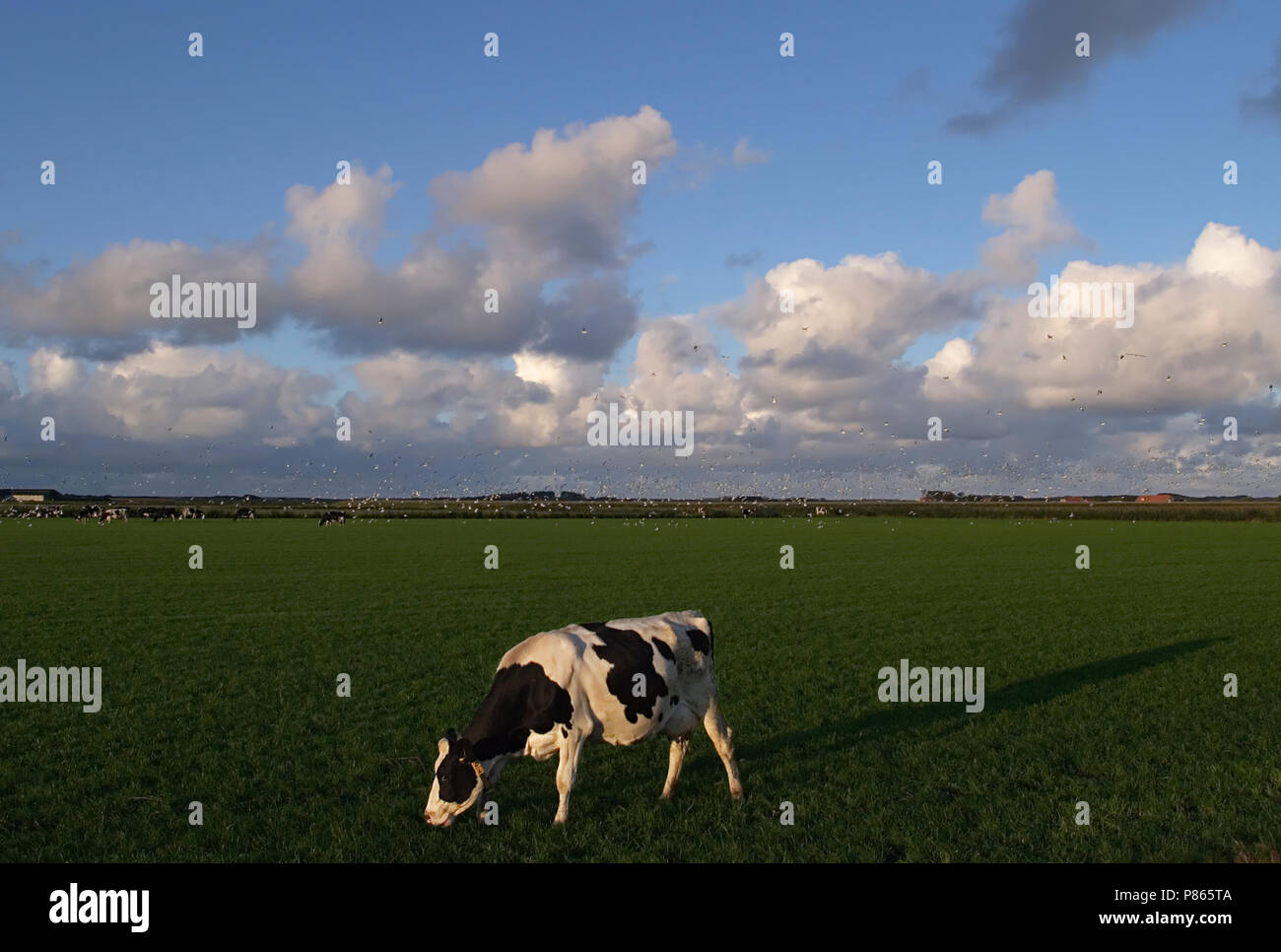 Koe in weiland op Texel; Cow in meadow on Texel Stock Photo - Alamy