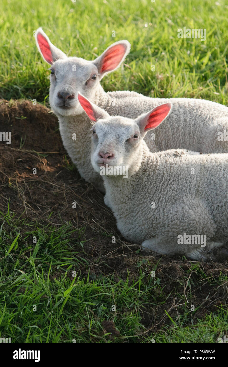 Twee lammetjes rustend Nederland, Two lambs resting Netherlands Stock ...