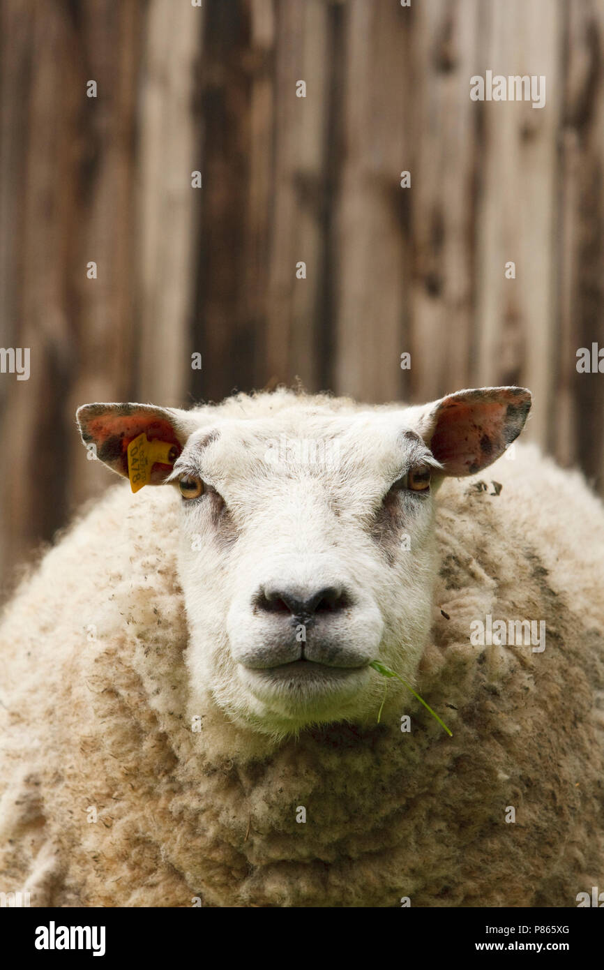 Portret schaap hi-res stock photography and images - Alamy