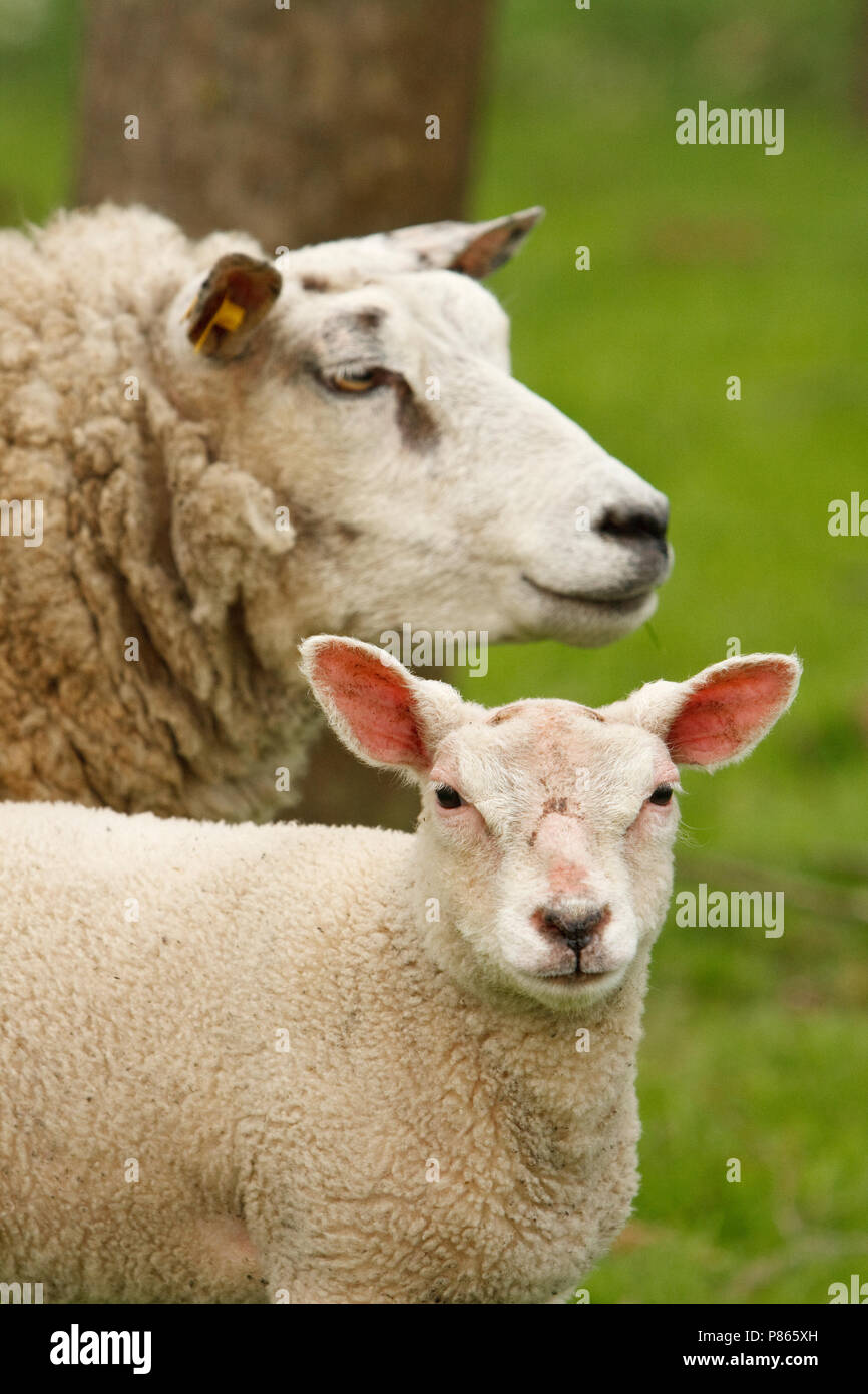 Van vee hi-res stock photography and images - Alamy