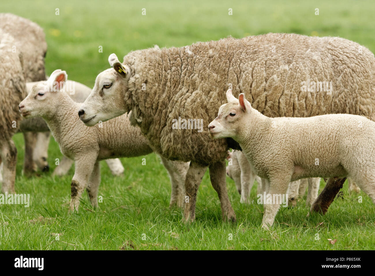 Schaap met lammetjes Nederland, Sheep with lambs Netherlands Stock ...