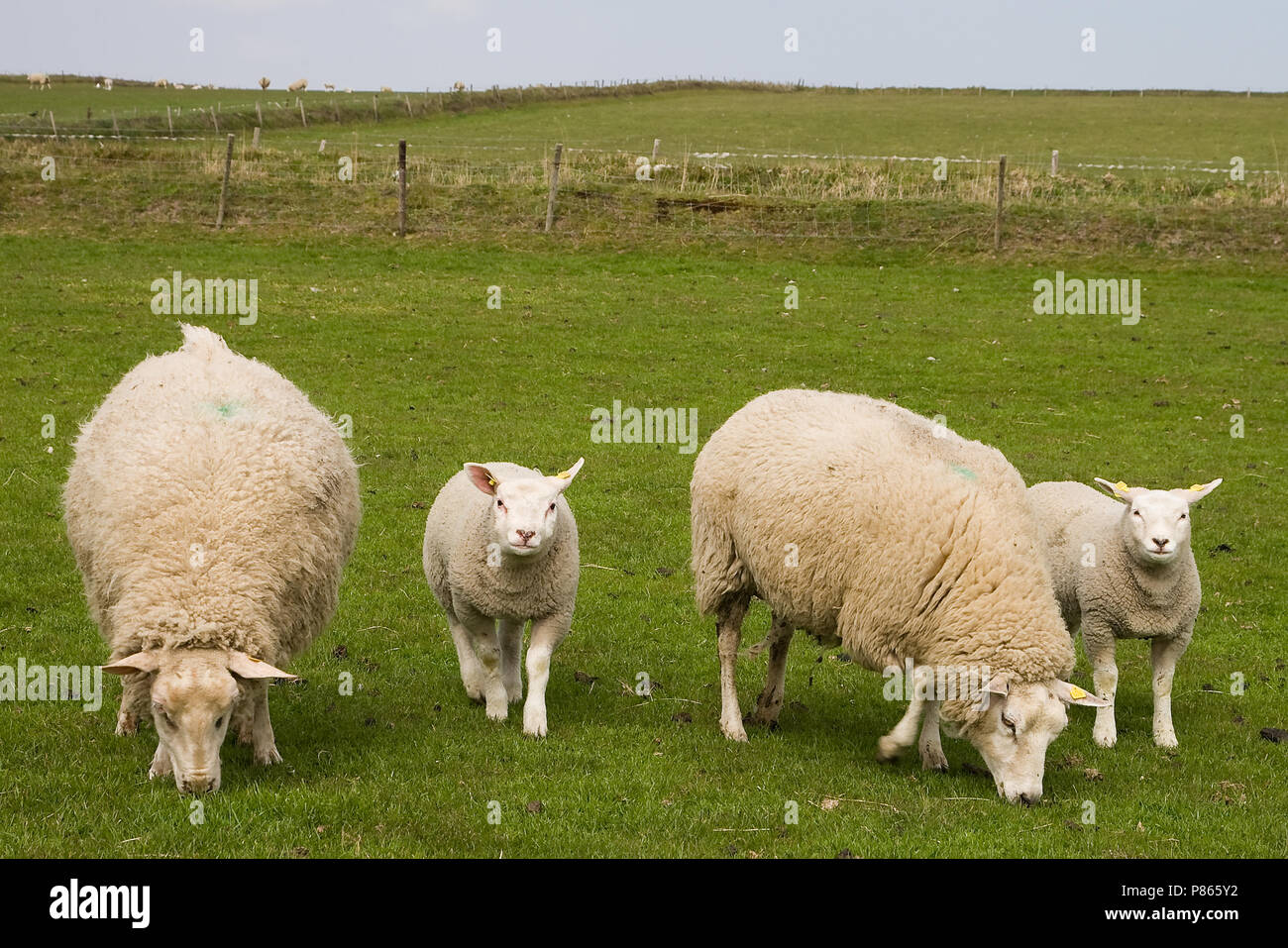 Texels schaap hi-res stock photography and images - Alamy