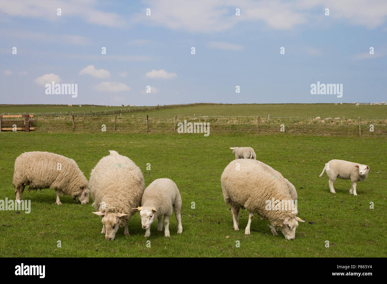 Texels schaap hi-res stock photography and images - Alamy