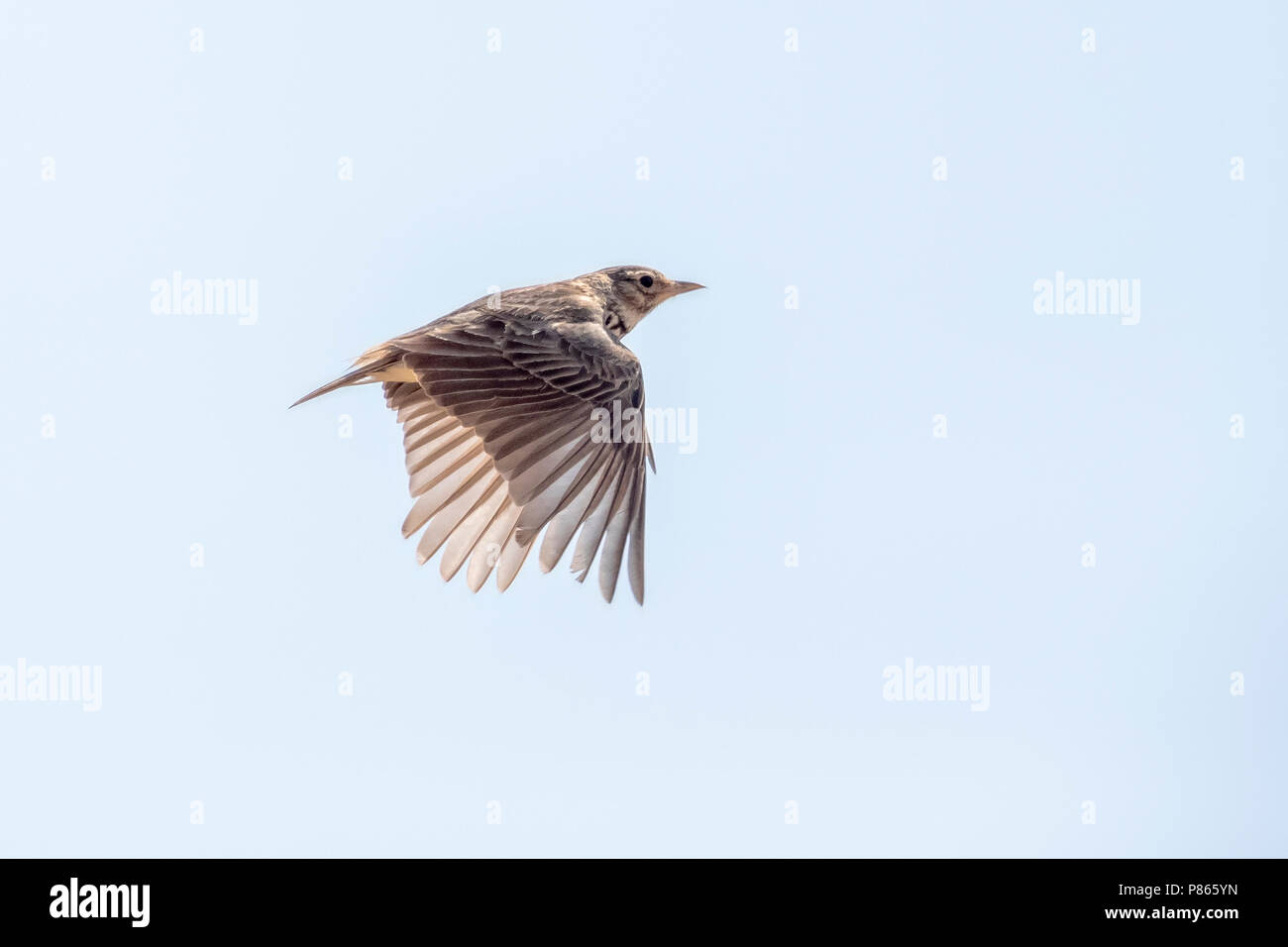 Thekla Lark (Galerida theklae theklae) in flight over Spanish steppes ...