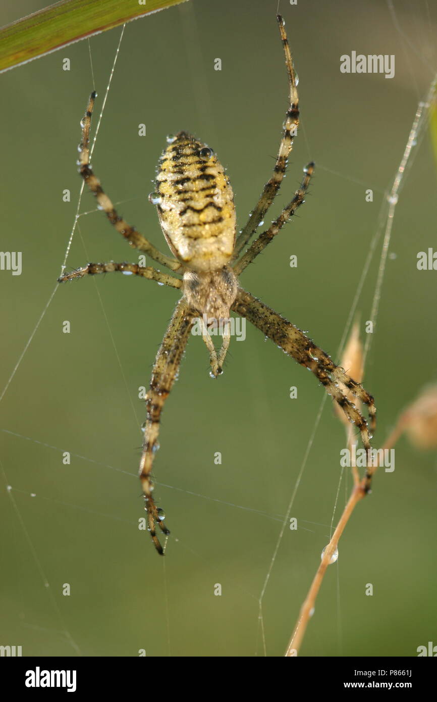 Wespspin op web, Wasp spider in web Stock Photo - Alamy