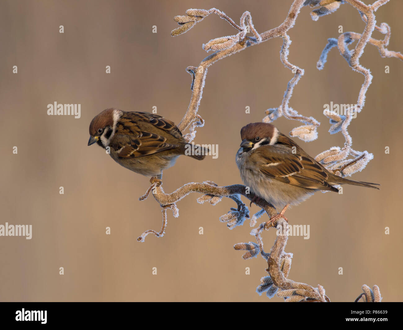 Moineau hi-res stock photography and images - Alamy