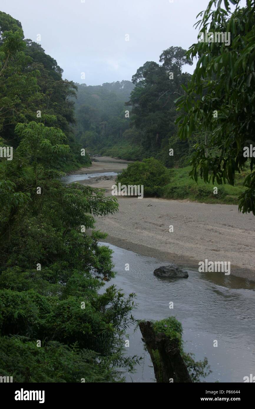 Rivier door Danum; River through Danum Valley Stock Photo - Alamy