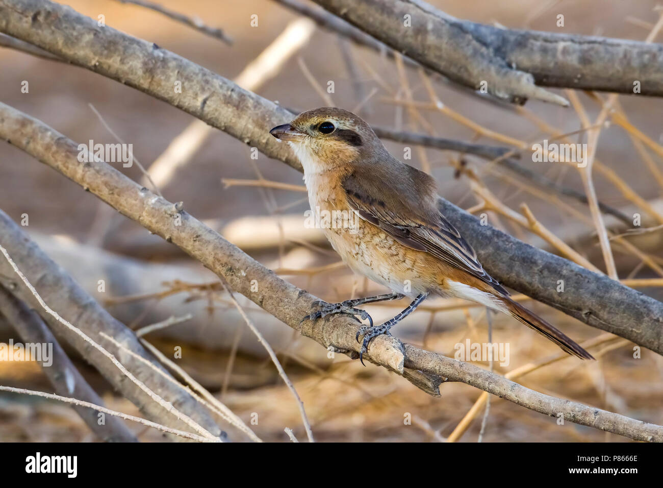 Kuwait bush hi-res stock photography and images - Alamy