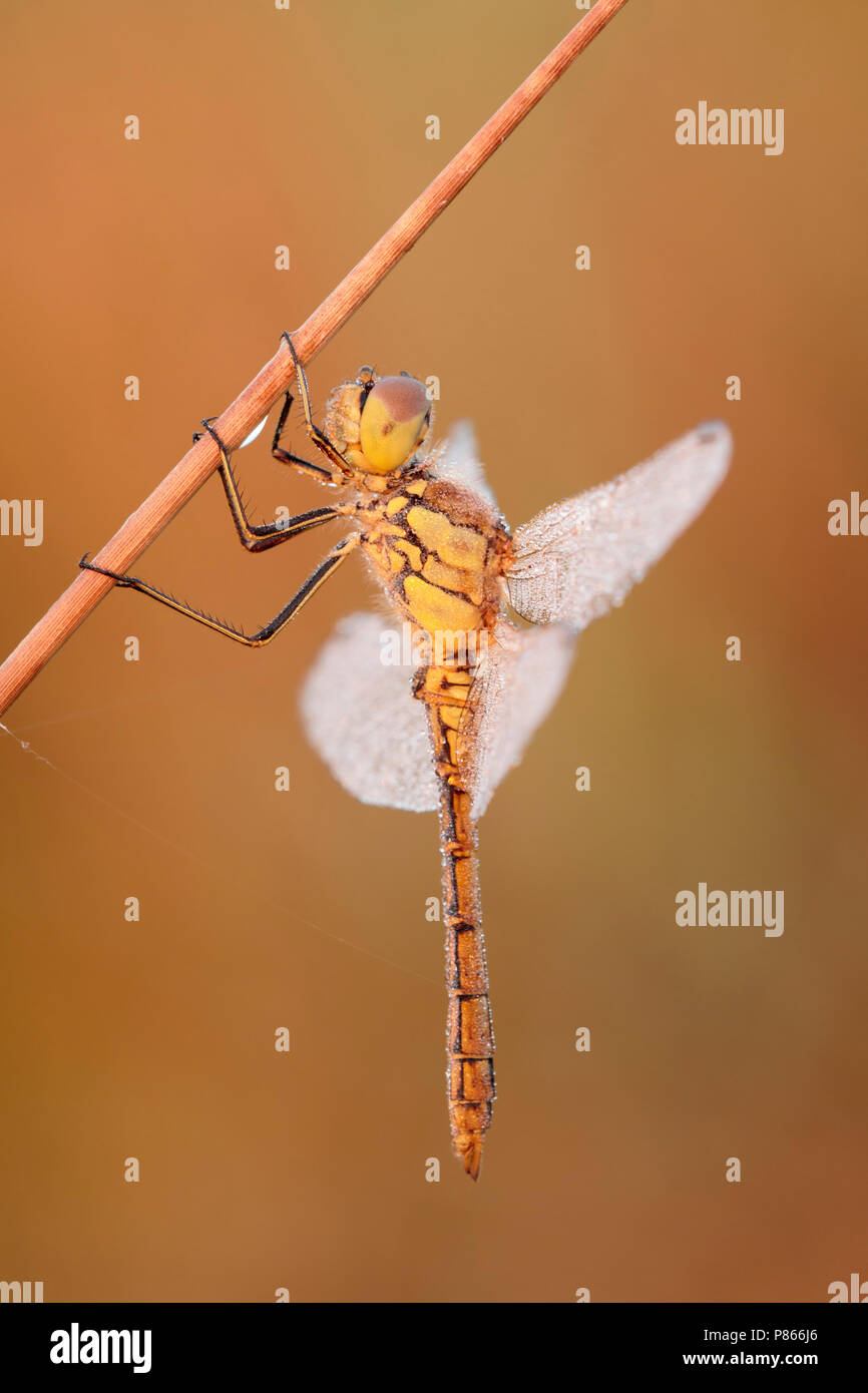 bedauwd vrouwtje steenrode heidelibel; dew covered female Vagrant ...