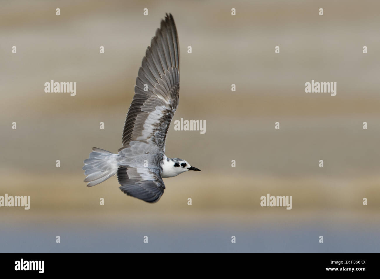 White-winged Tern in flight in Oman Stock Photo - Alamy