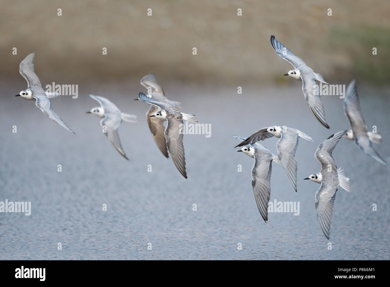 White-winged Tern in flight in Oman Stock Photo - Alamy