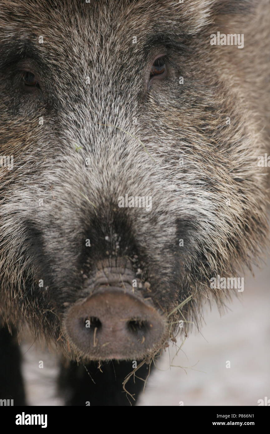 Wild Zwijn close-up; Wild Boar close up Stock Photo - Alamy