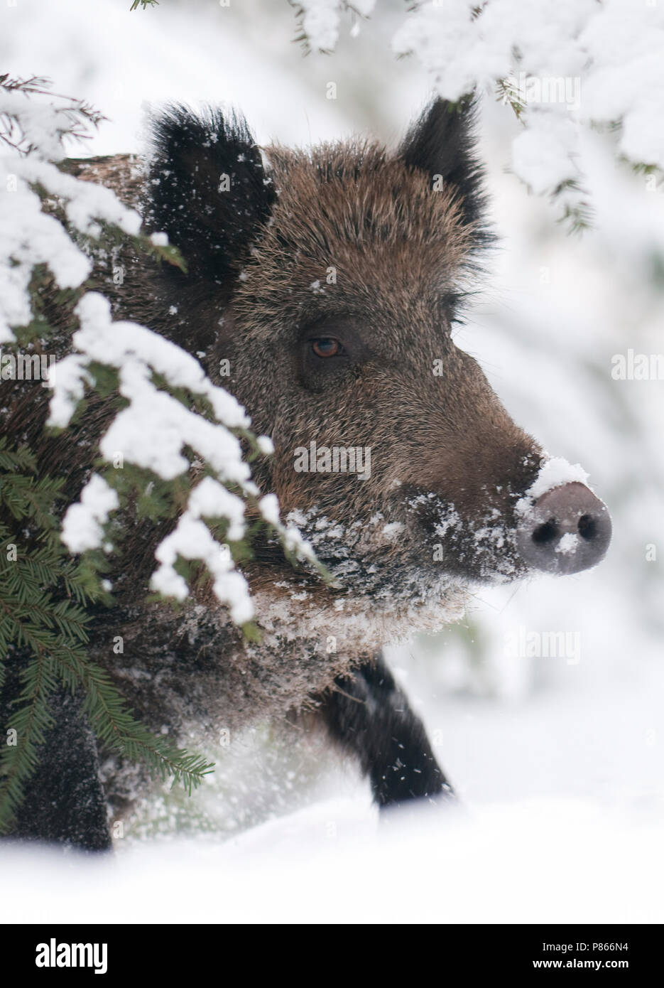 Wild Zwijn in de winter; Wild Boar in winter Stock Photo - Alamy