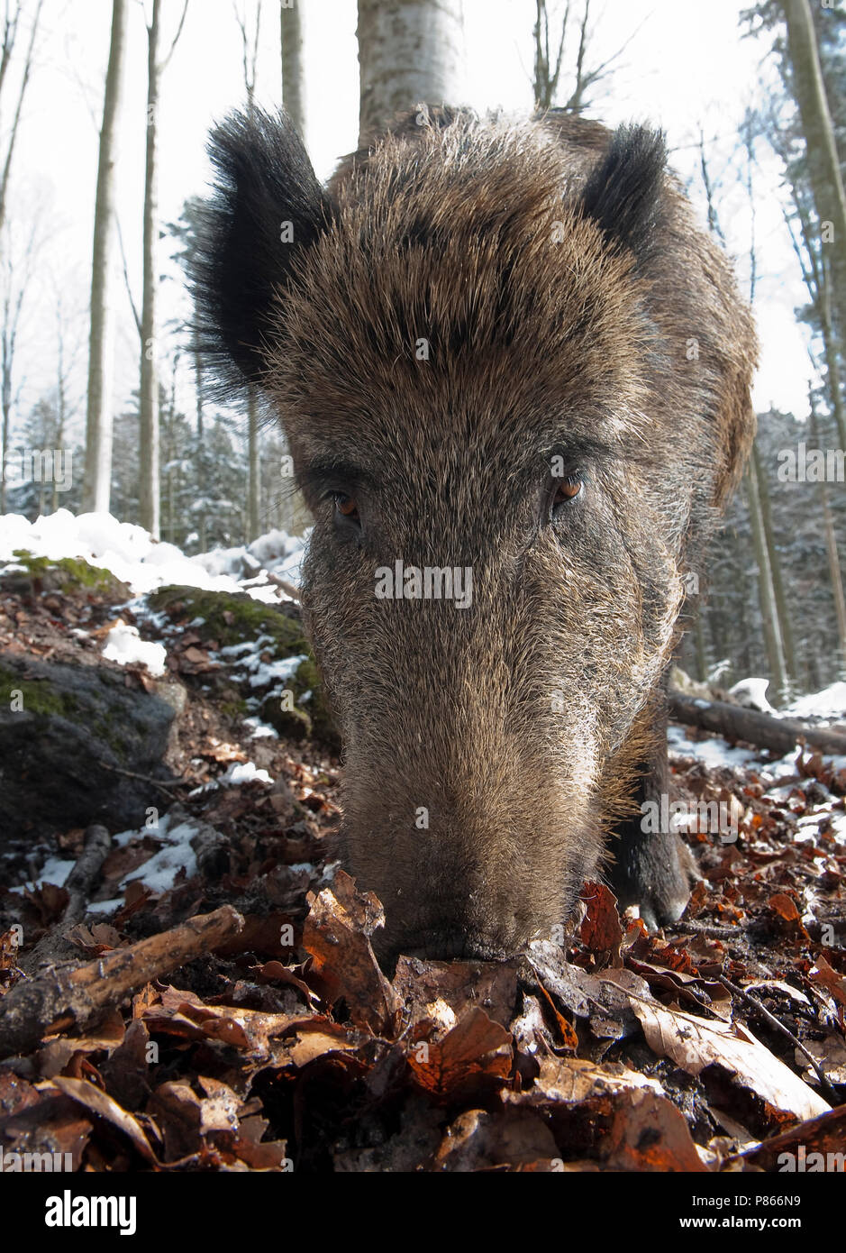 Varken zwijn hi-res stock photography and images - Alamy
