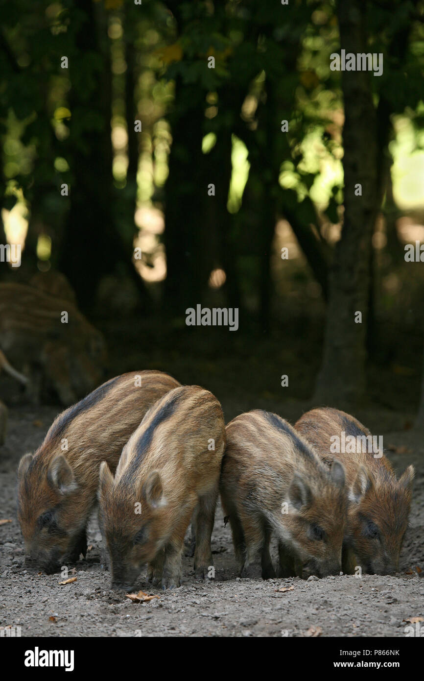 Everzwijn hi-res stock photography and images - Alamy