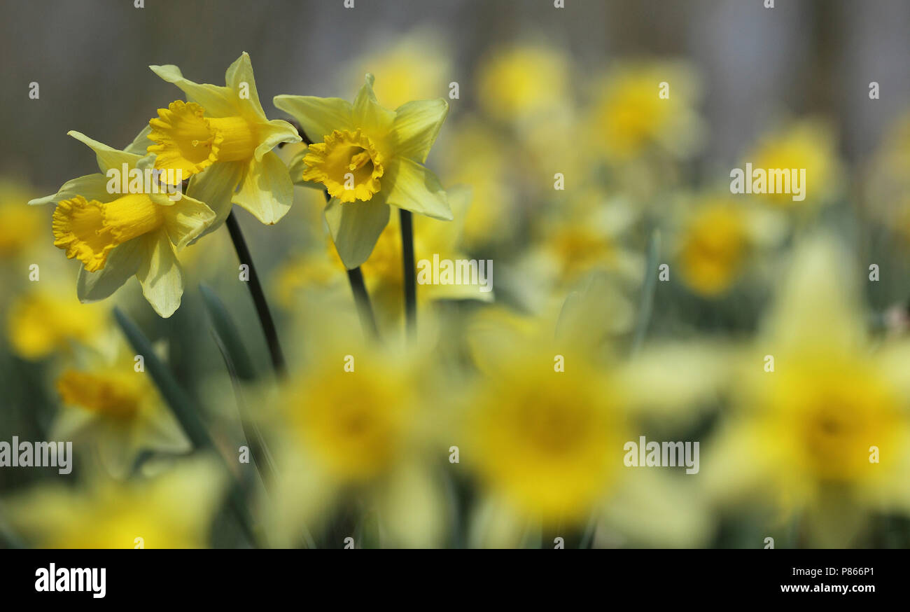 Narcis hi-res stock photography and images - Alamy