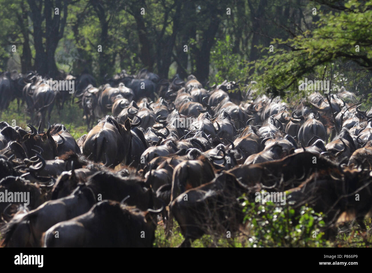 Gnoe hi-res stock photography and images - Alamy