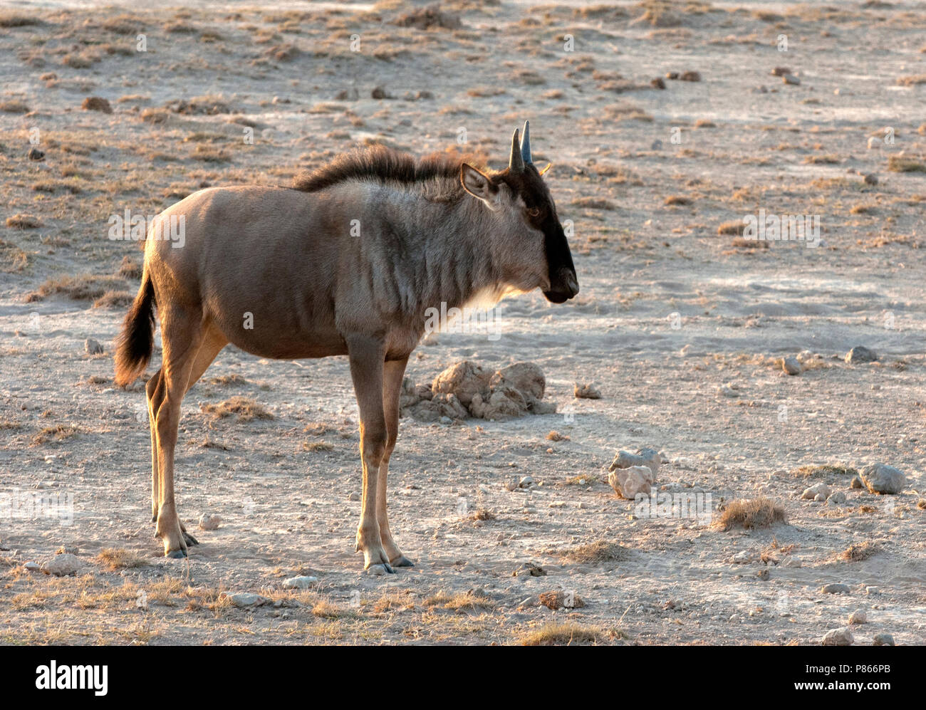 Gnoe hi-res stock photography and images - Alamy