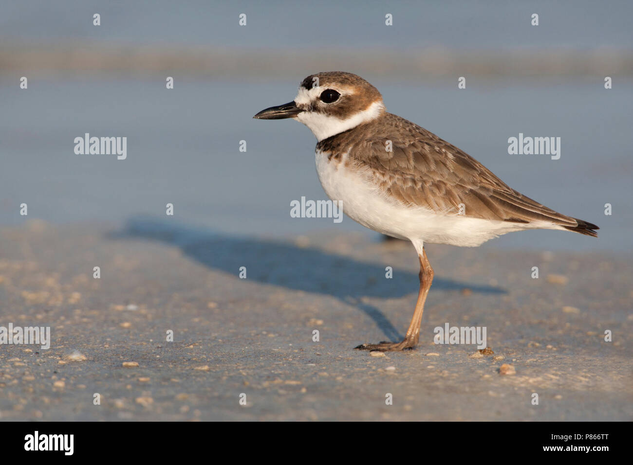 Wilson's Plover in Mexico Stock Photo - Alamy