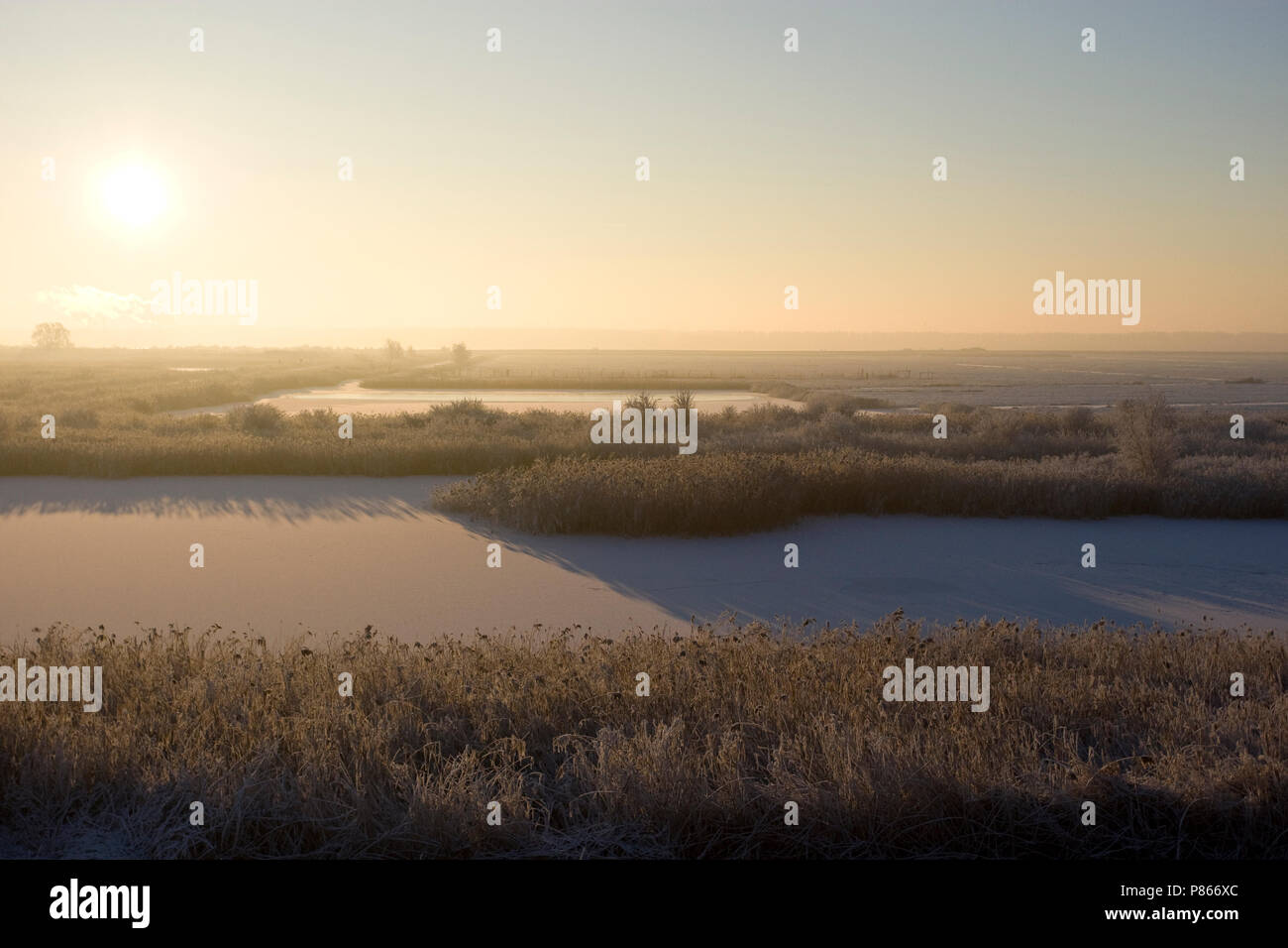 Winters landschap Oostvaardersplassen; Winter landscape ...