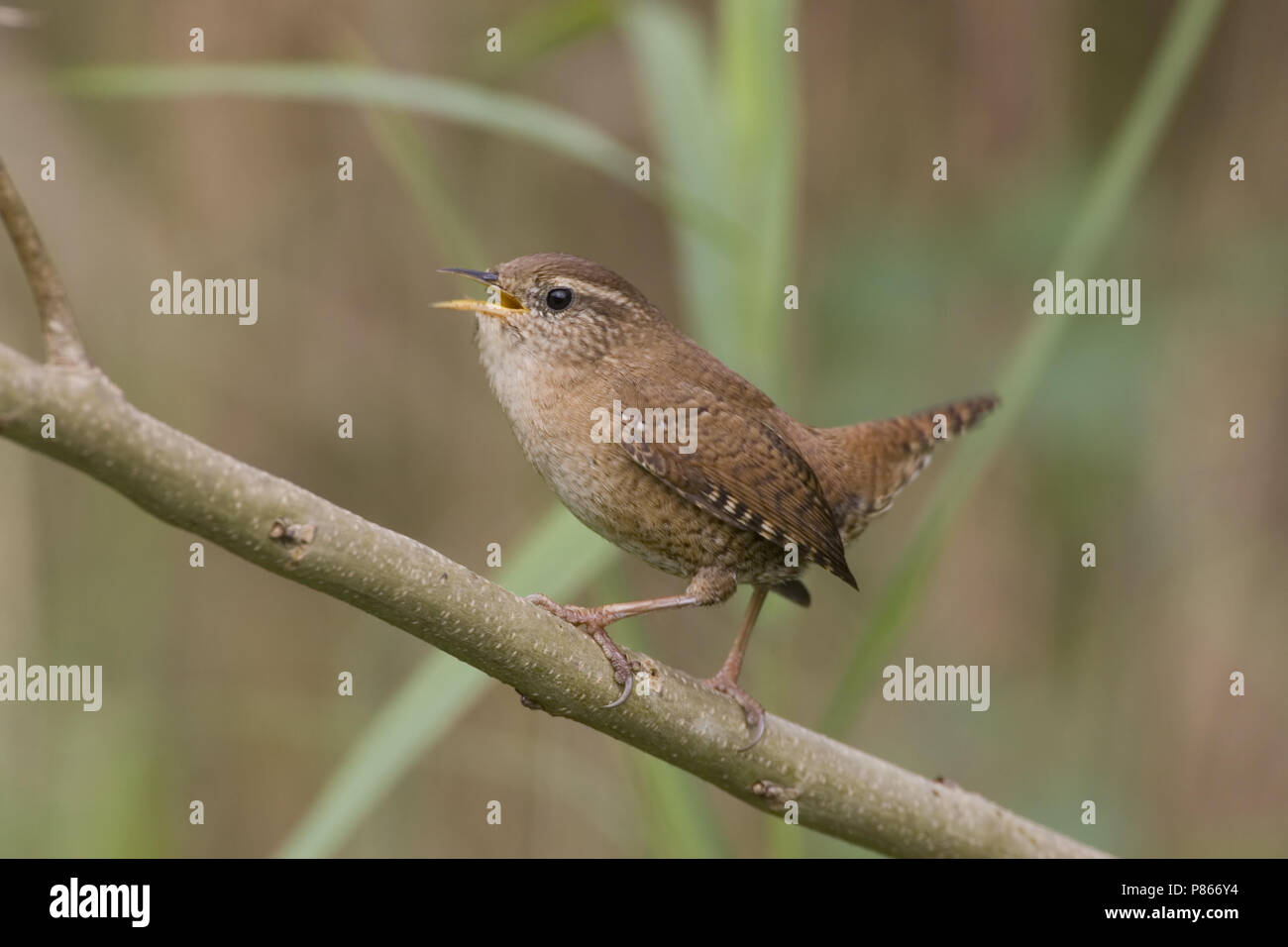 Singing winter wren hi-res stock photography and images - Alamy