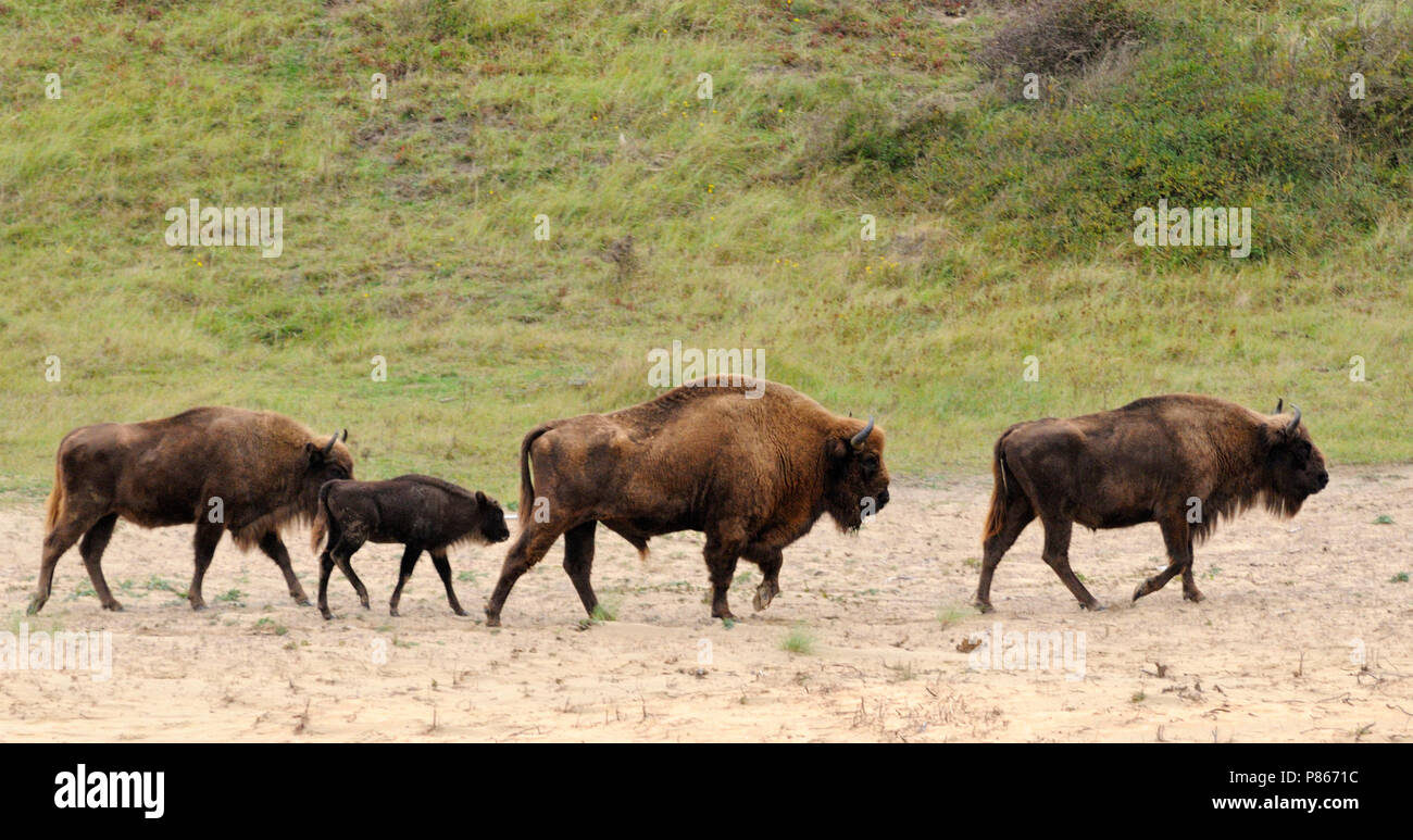 European Bison in the Netherlands Stock Photo - Alamy