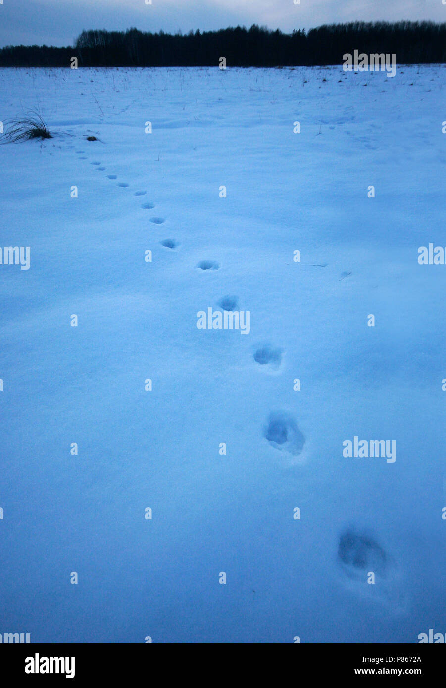 Sporen Wolf in de sneeuw, tracks Wolf in the snow Stock Photo - Alamy