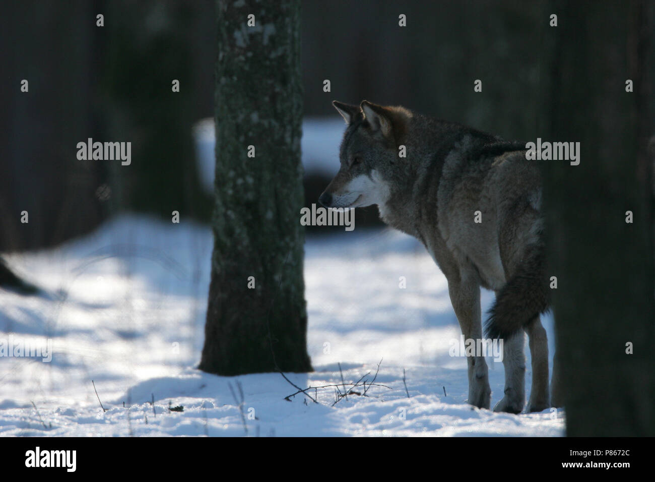 Europese wolf hi-res stock photography and images - Alamy