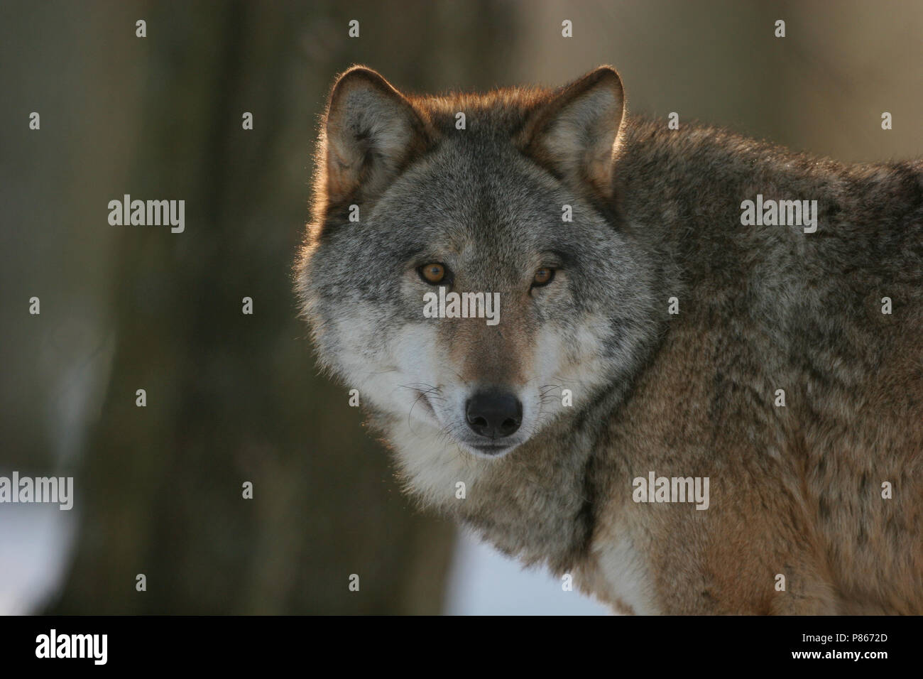 Europese Wolf in de sneeuw; European Wolf in snow Stock Photo - Alamy