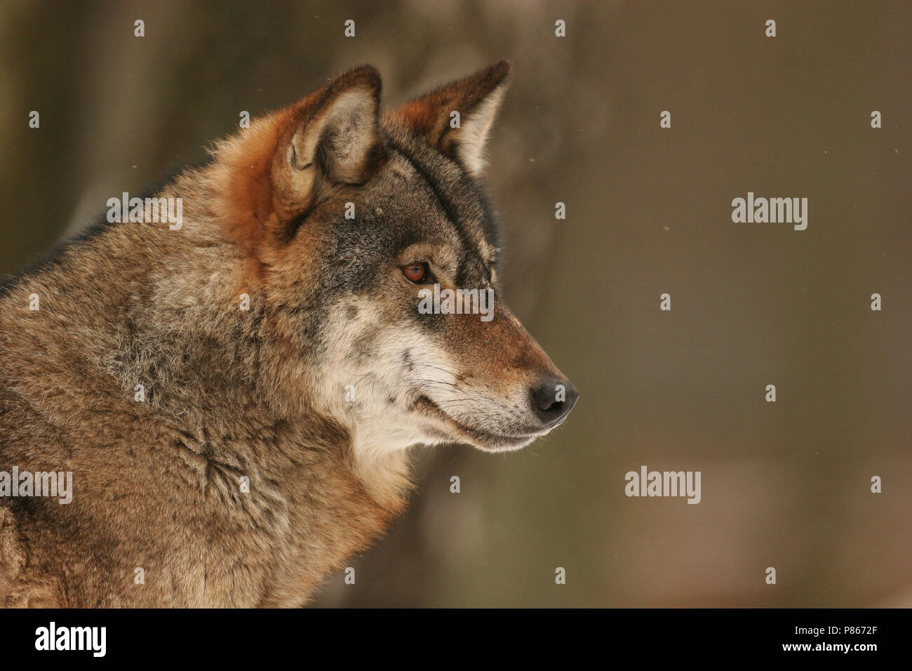 Europese wolf hi-res stock photography and images - Alamy