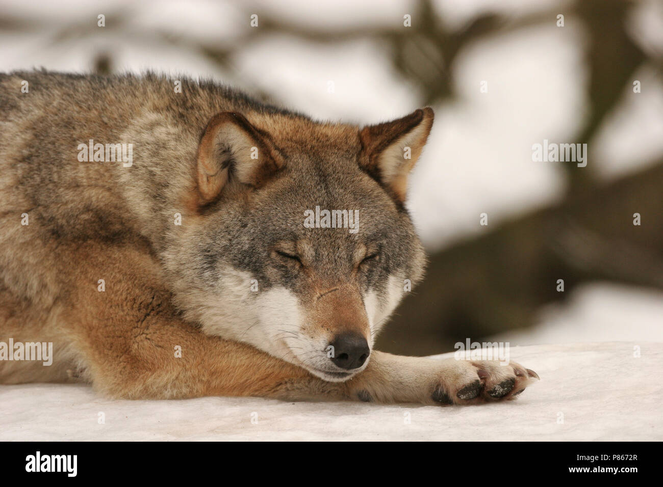 Europese Wolf in de sneeuw; European Wolf in snow Stock Photo - Alamy